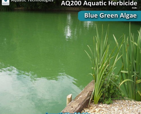 Algae Problem - Use AQ200 Aquatic herbicide to target algae
