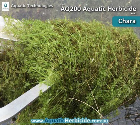 aquatic-technologies-herbicide-chara-02 - Aquatic Herbicide