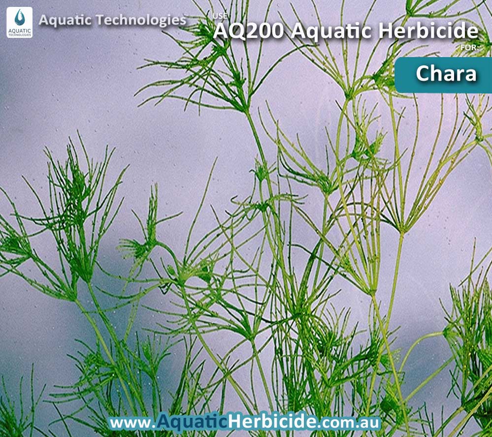 Algae Problem - Use AQ200 Aquatic herbicide to target algae