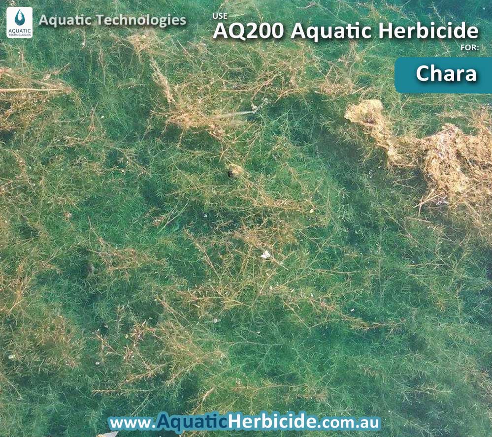 Algae Problem - Use AQ200 Aquatic herbicide to target algae