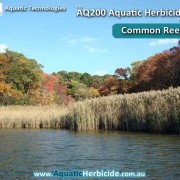 Emergent Aquatic Weeds - Aquatic Herbicide AQ200