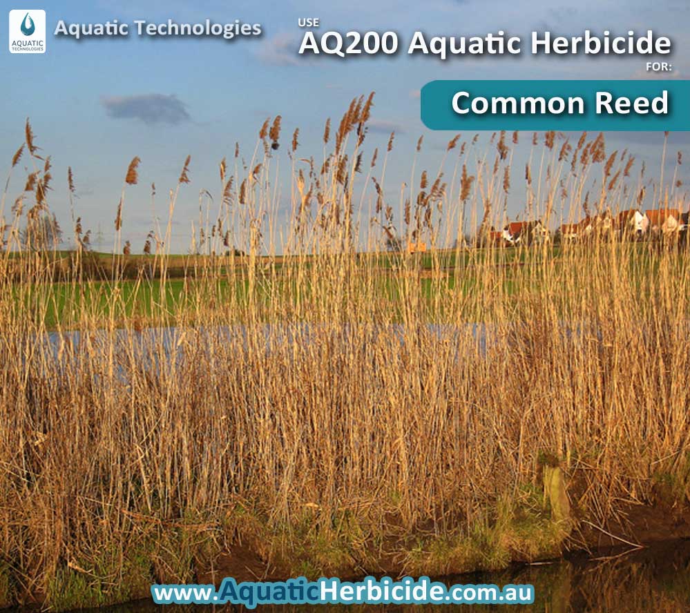 Emergent Aquatic Weeds - Aquatic Herbicide AQ200