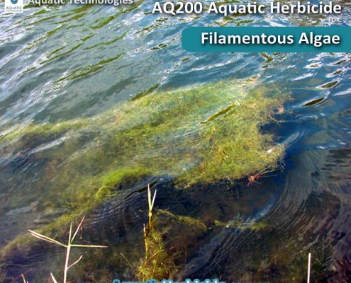Algae Problem - Use AQ200 Aquatic herbicide to target algae